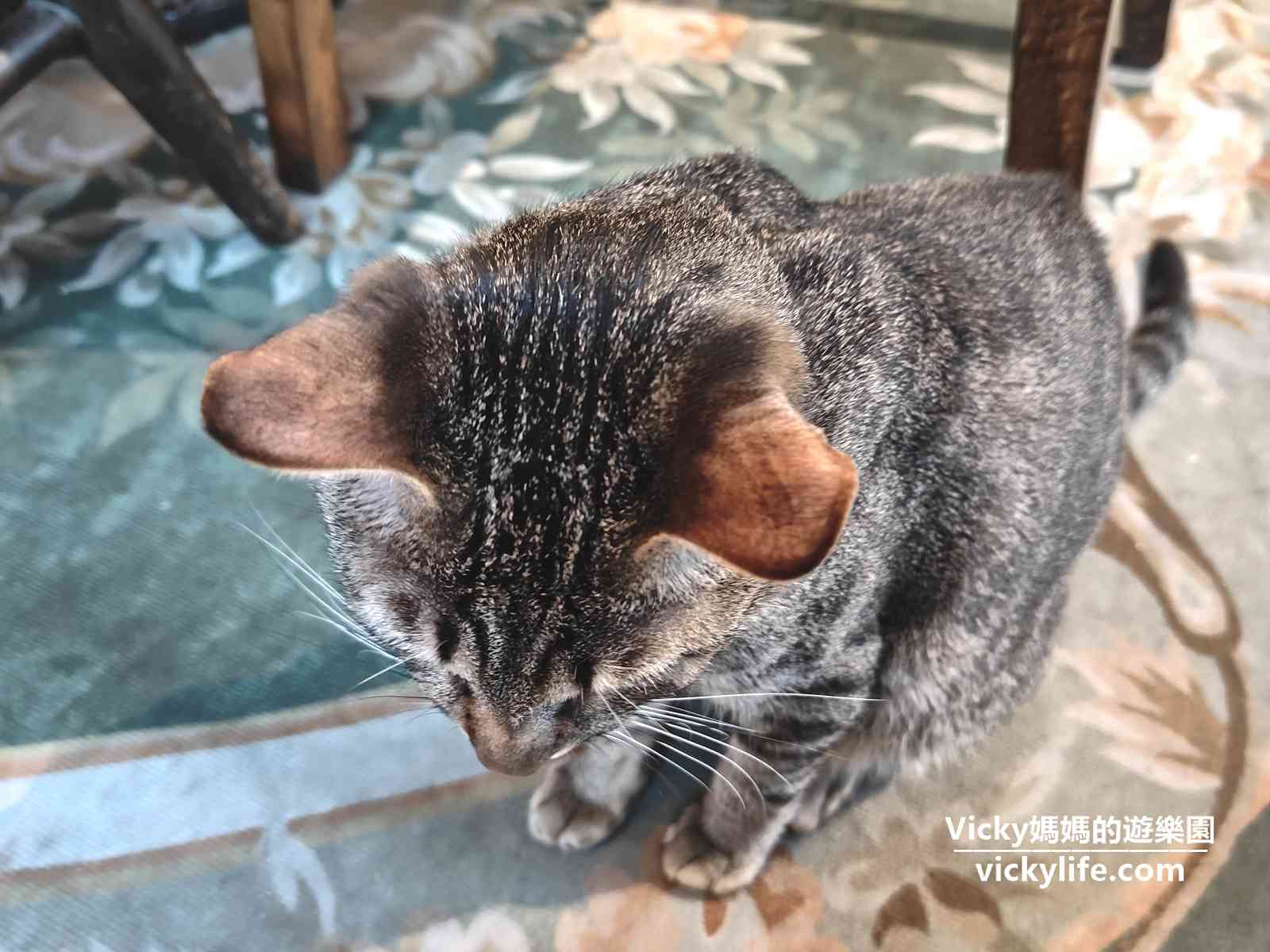 台南甜點︱The Fifth Taste(菜單)：台南市立體育場附近的歐風咖啡館，一秒到歐洲享用甜點和午茶 @Vicky 媽媽的遊樂園